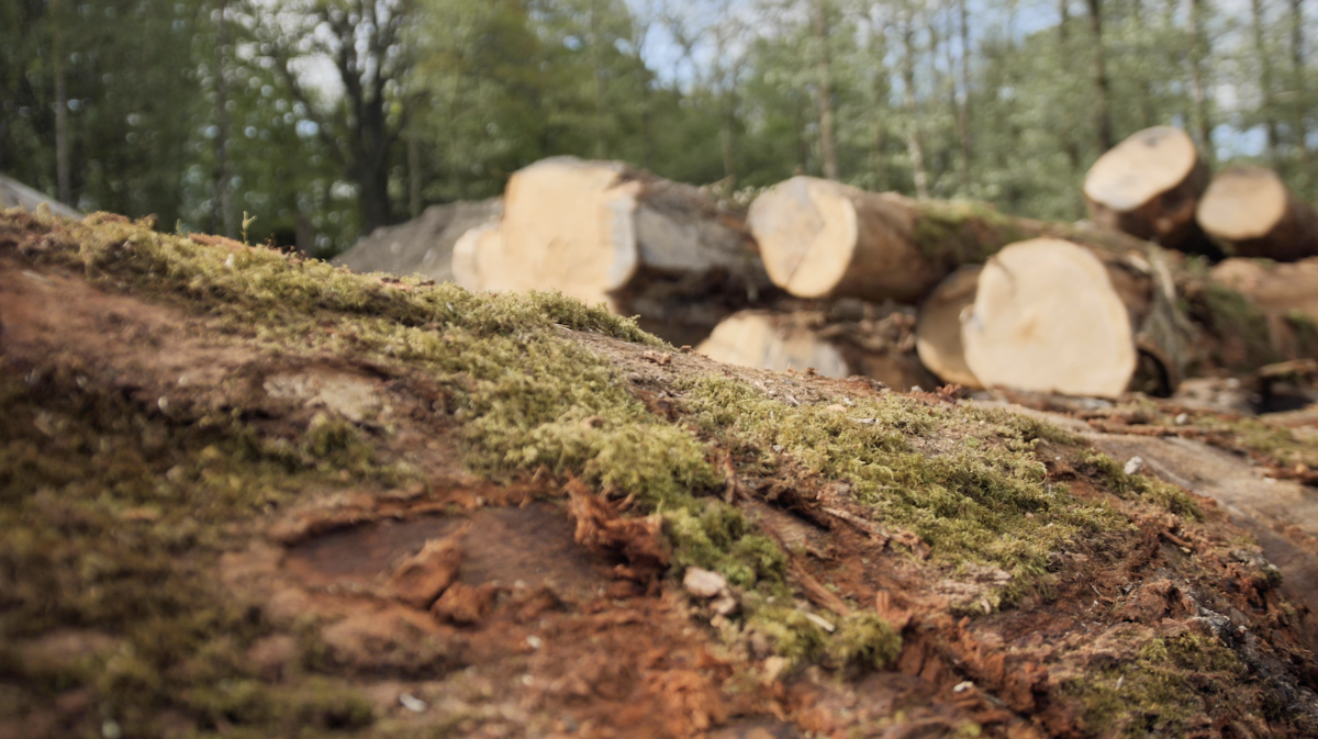 Devon Wood flooring grown and produced by Coppice & Crown