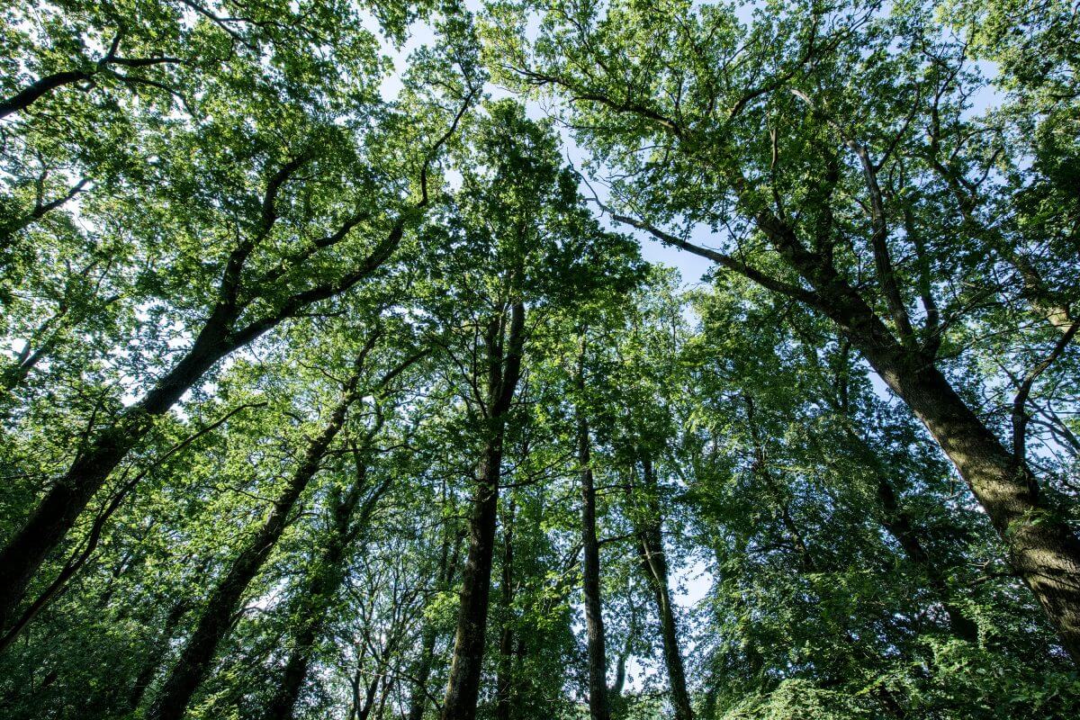 About Us | Coppice & Crown